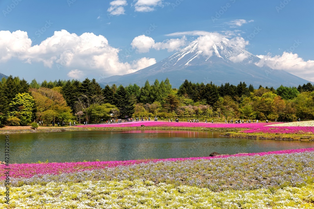 Beautiful scenery of pink Shibazakura (Moss Phlox) fields by a lake ...