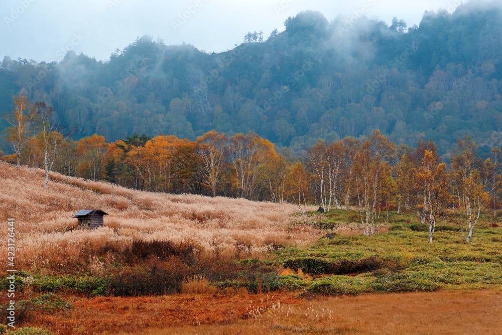 Autumn scenery of a field of golden reeds on a foggy morning, with a ...