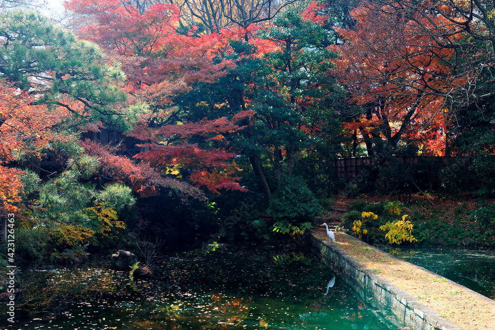 Autumn scenery of fiery maple trees in a forest and a crane standing on ...