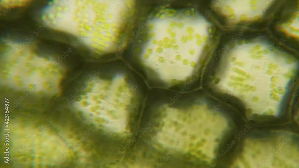 Chloroplast under a microscope. Cell division. Cell structure. Cell ...
