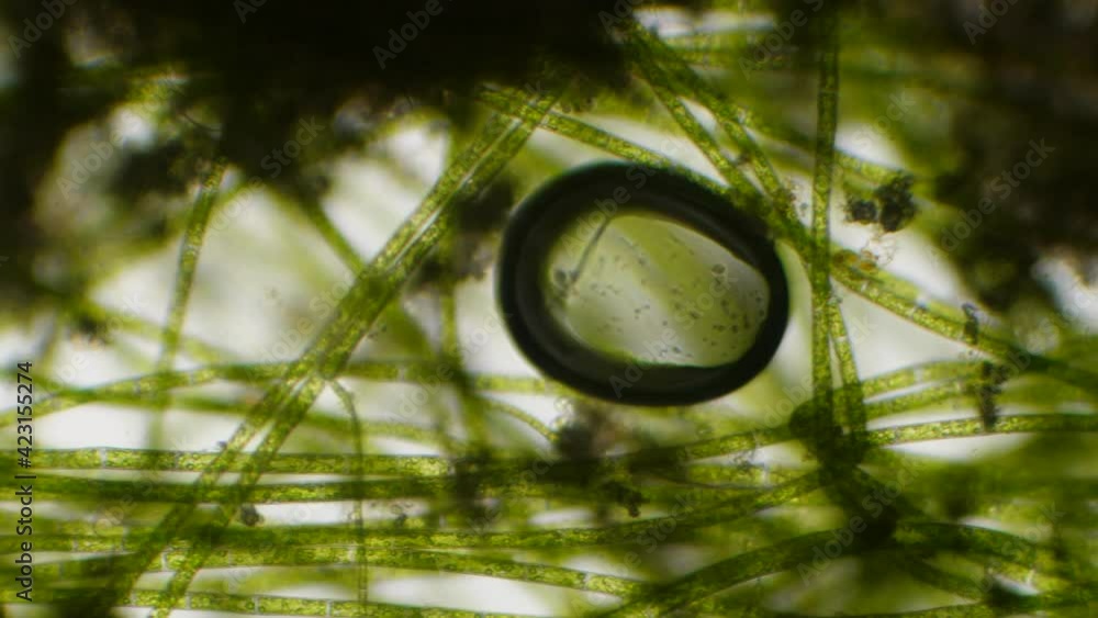Chloroplast under a microscope. Cell division. Cell structure. Cell ...