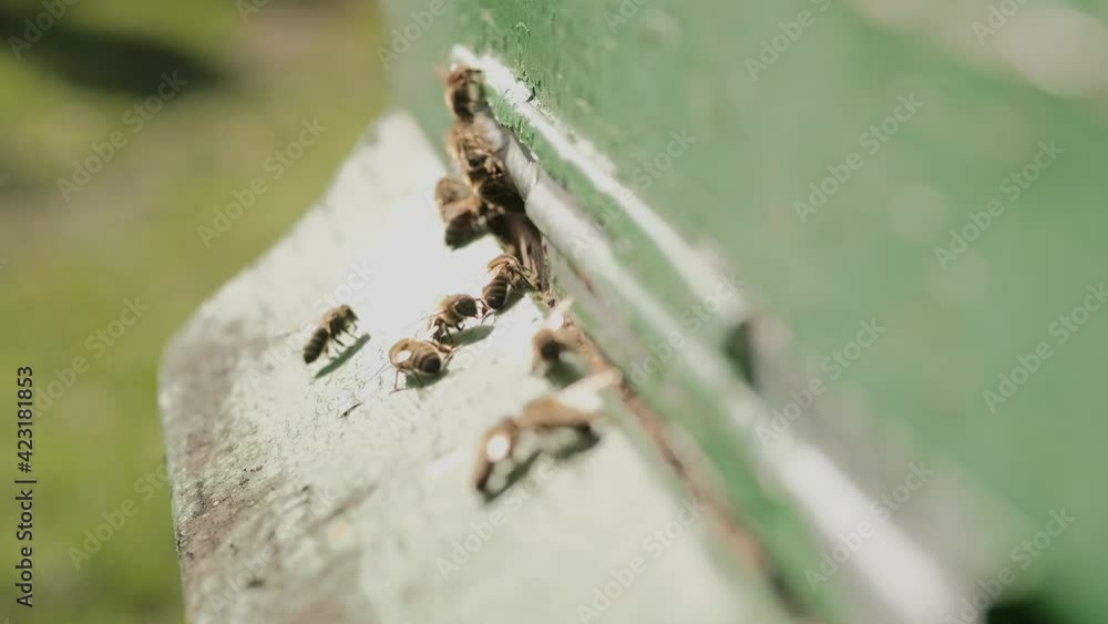 Bee hive. Close-up of the set of bees. Bees fly into the hive and come ...