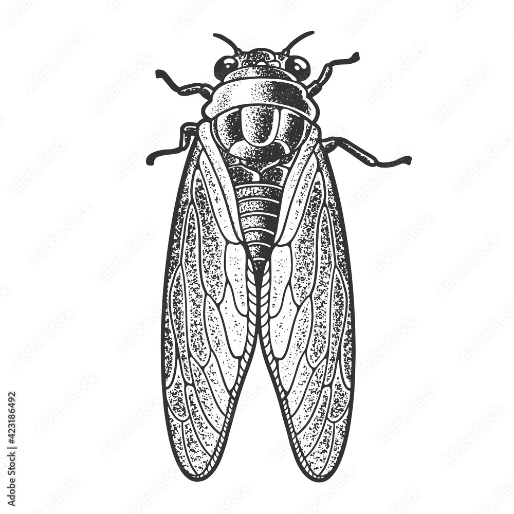 Cicadidae cicada insect animal sketch engraving vector illustration. T ...