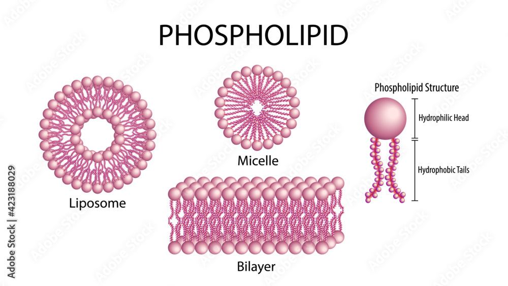 Phospholipid Diagram