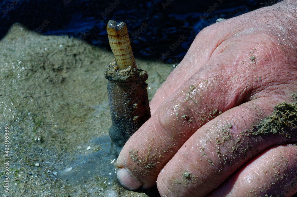 Hand of a man fishing a shell in the sea: Solen (bivalve), edible ...