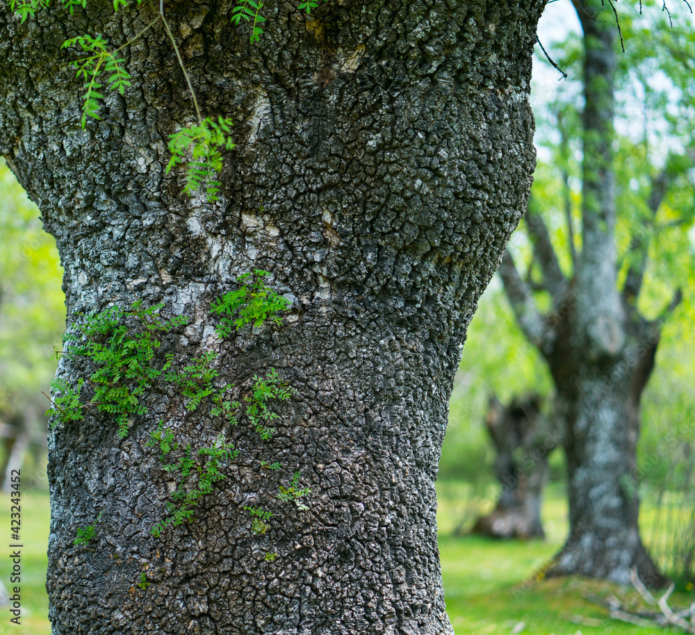 Fraxinus excelsior — known as the ash, or European ash or common ash ...