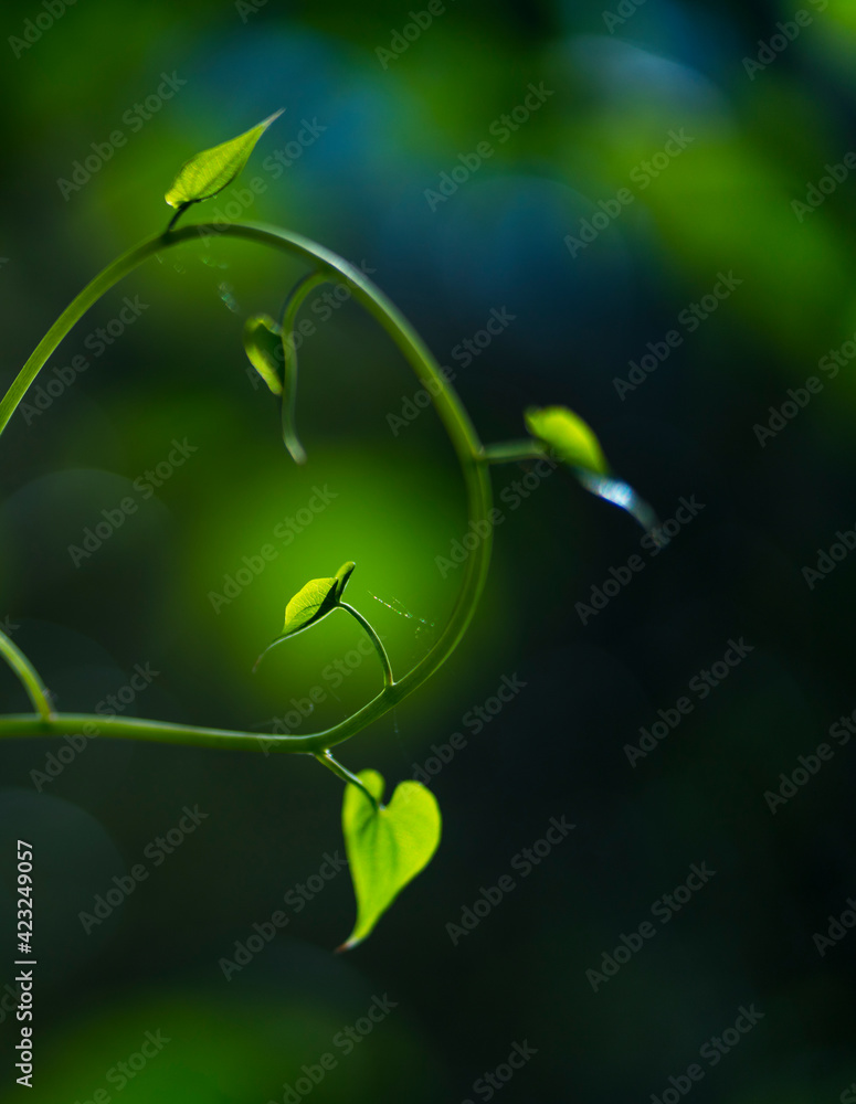 Foto de Smilax aspera, with common names common smilax,- ZARZAPARRILLA ...