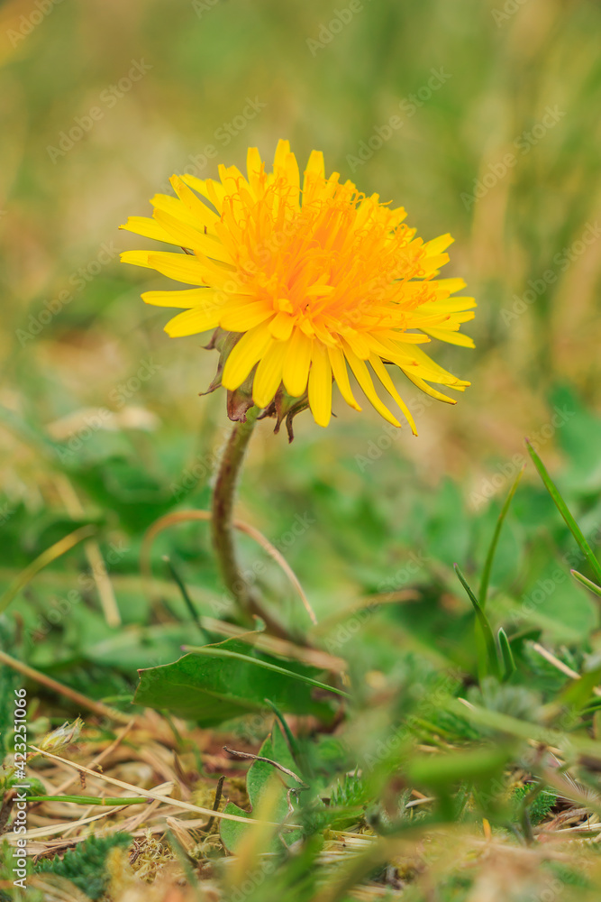 Dandelions on a green meadow. Open single yellow flower with many ...