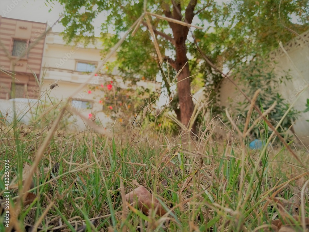 The One Point Perspective view from the down side of a Garden at a Sun ...