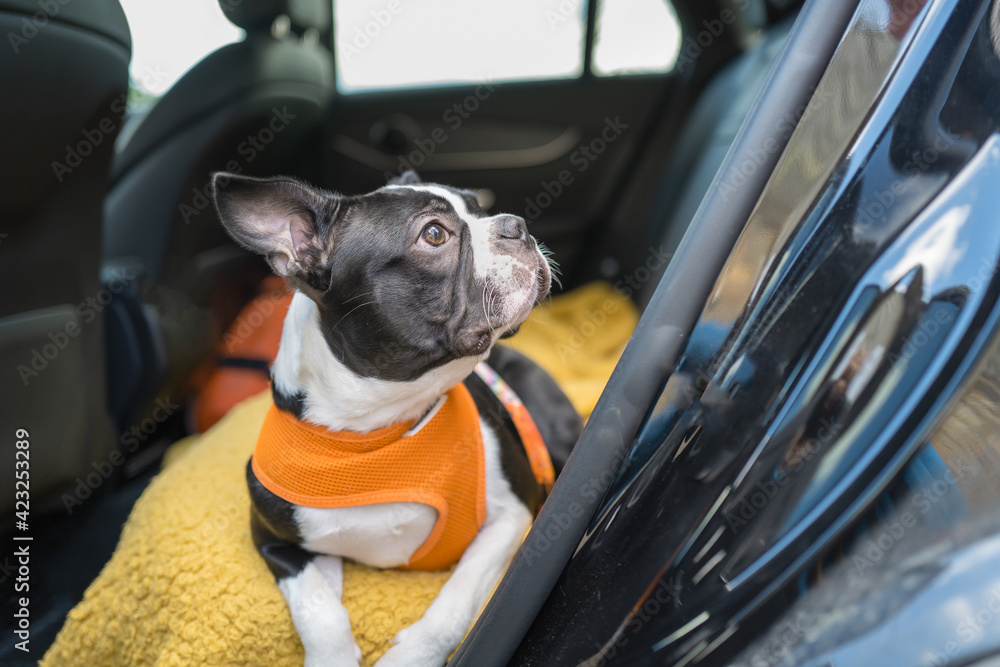 Boston Terrier puppy lying on a blanket on the back seat of a car. She ...
