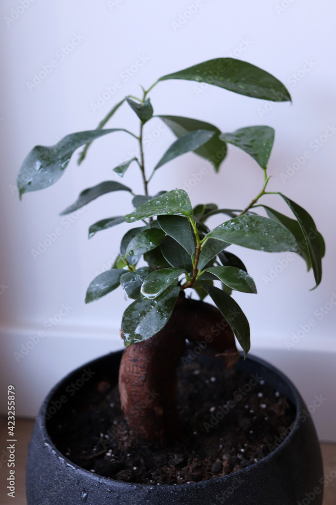 Ficus in a black pot on white background. Green houseplant with water ...