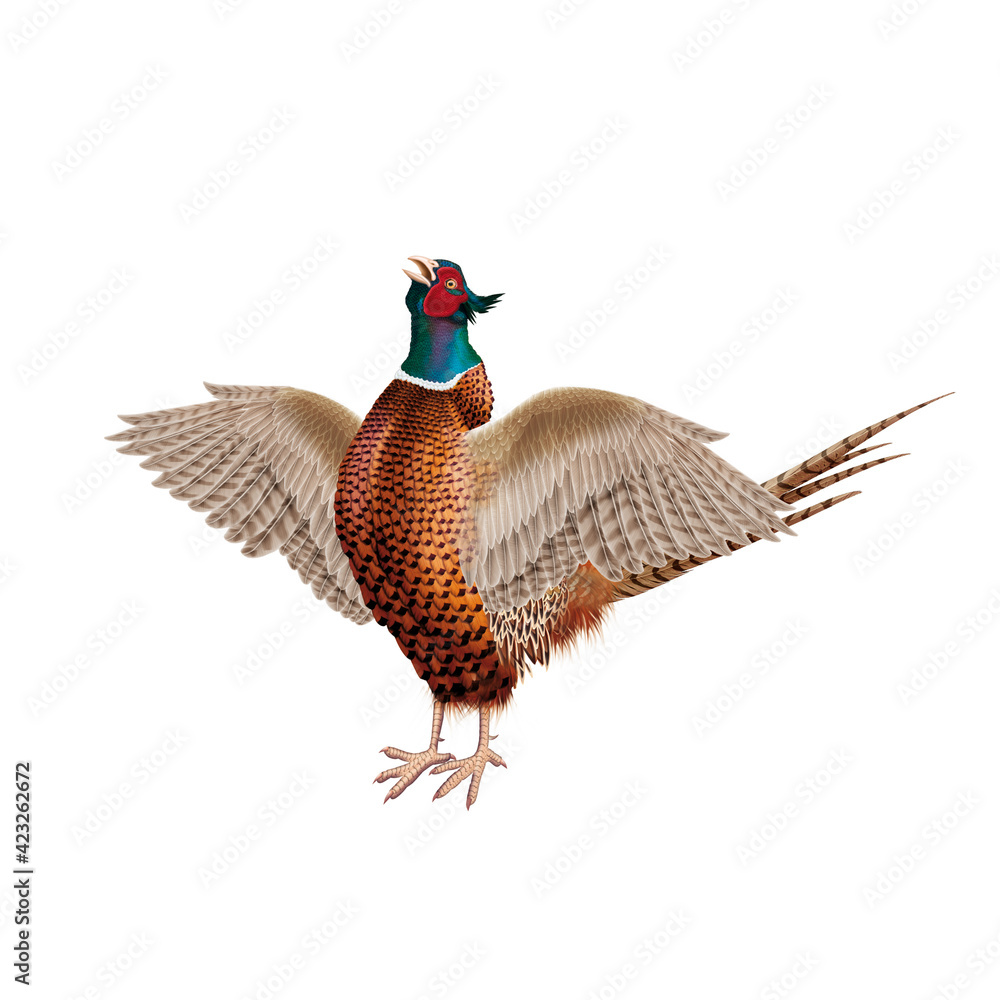 ภาพประกอบสต็อก faisan, chasse, mâle, femelle, poulet, animal, coq ...
