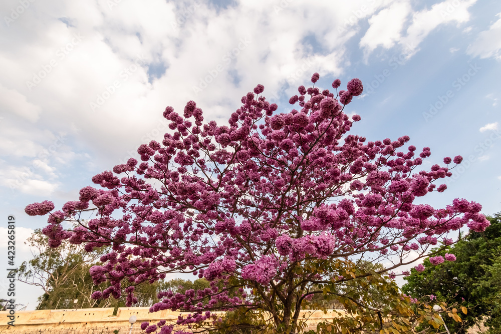 Pink Poui flowers aka Tabebuia rosea blooming on a tree in the city of ...