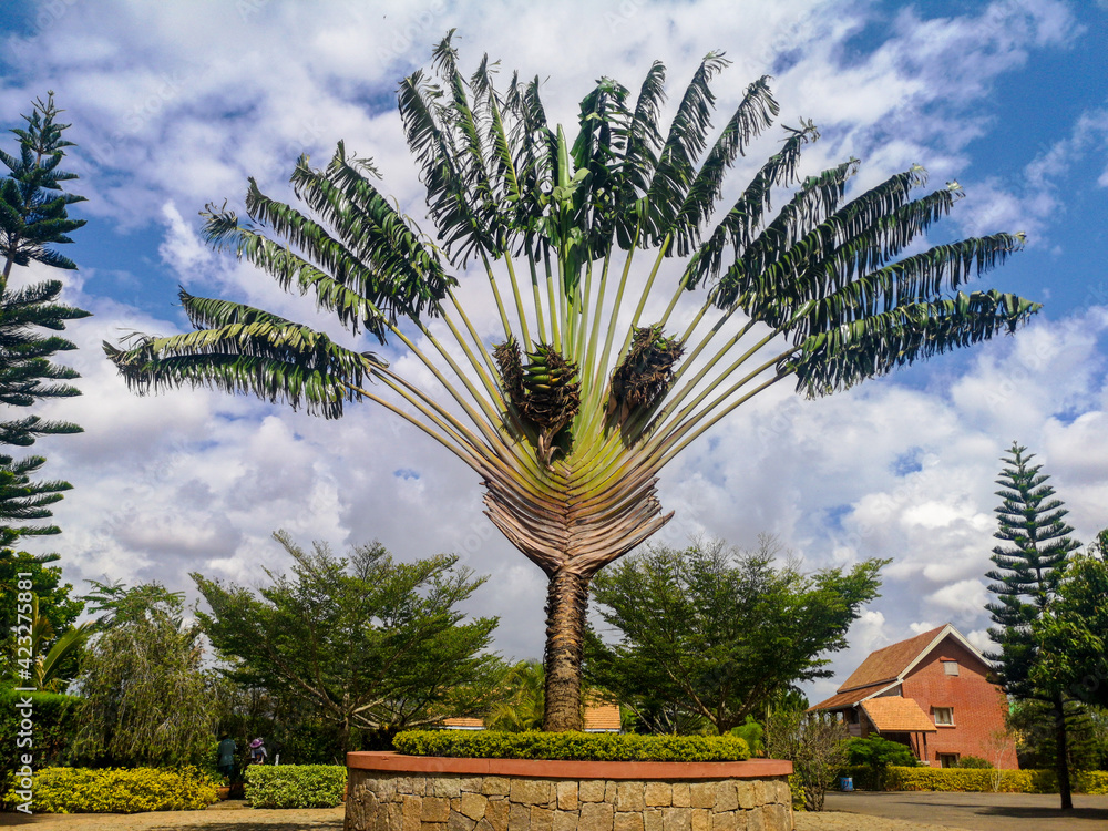 Ravenala, symbol of Madagascar known as traveller's tree or Madagascar ...
