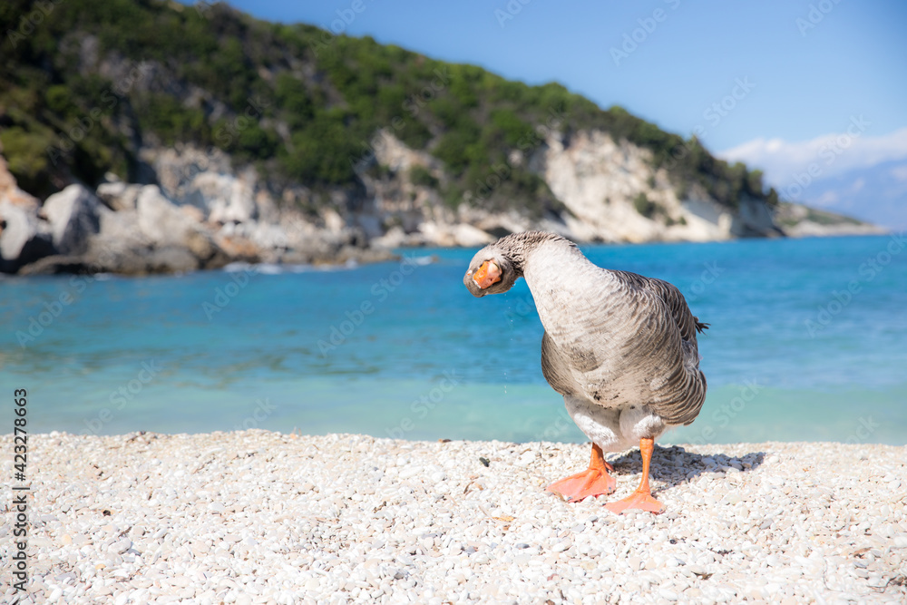 Crazy Goose on the beach on the side of the photo with the head turned ...