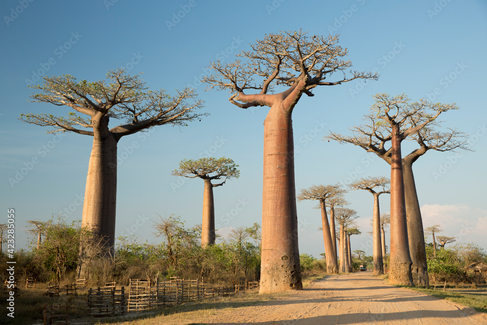 the most famous baobab alley. spectacular trees in Madagascar Stock ...