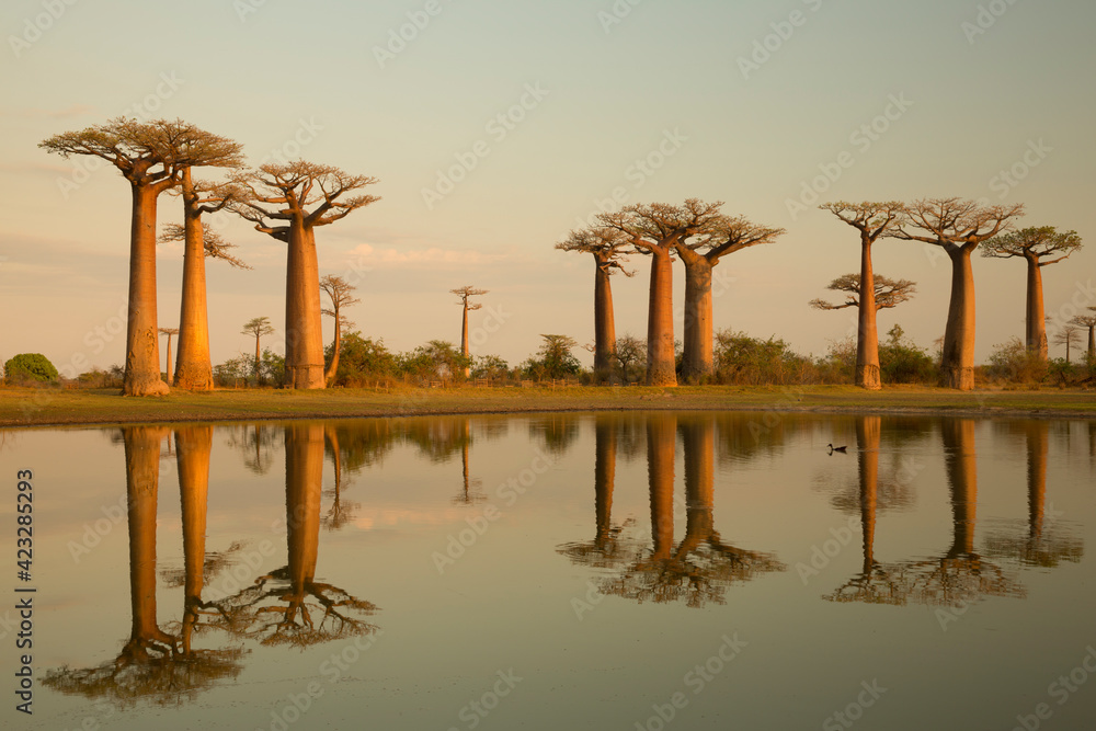 the most famous baobab alley. spectacular trees in Madagascar ...