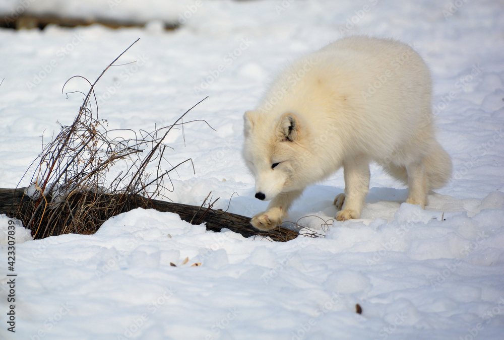 In winter arctic fox (Vulpes lagopus), also known as the white, polar ...