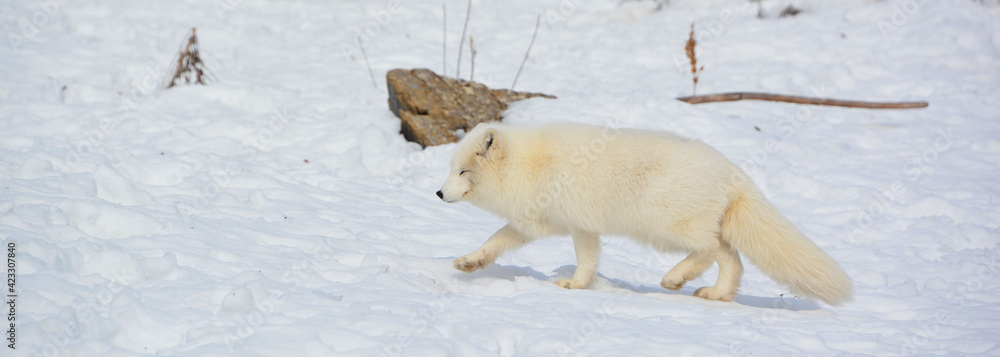 In winter arctic fox (Vulpes lagopus), also known as the white, polar ...