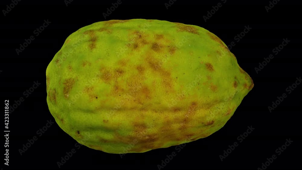 Realistic render of a rolling Native Philippine Lemon on transparent ...