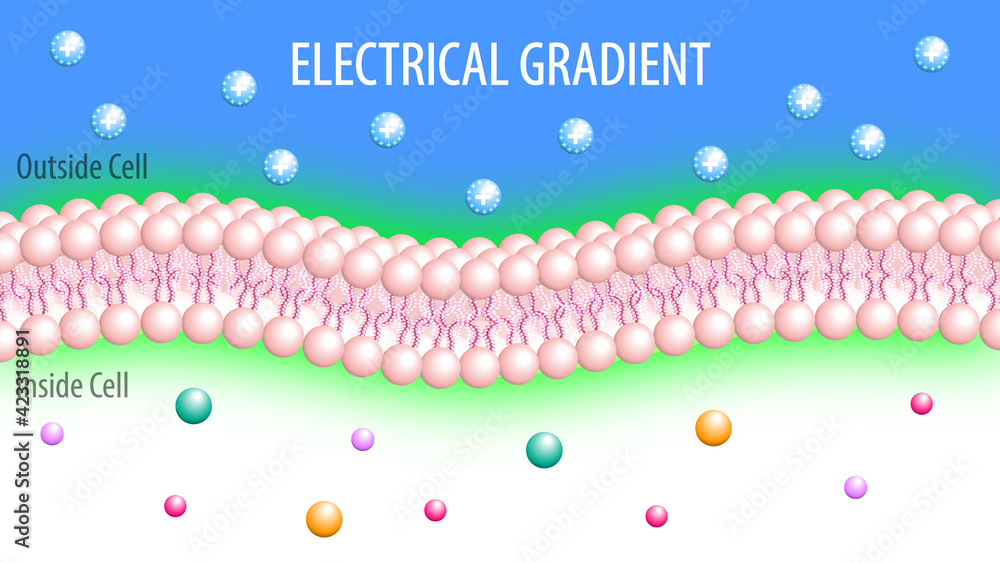 Electrical Gradient - Membrane Cell - Action Potential Neuron Stock ...