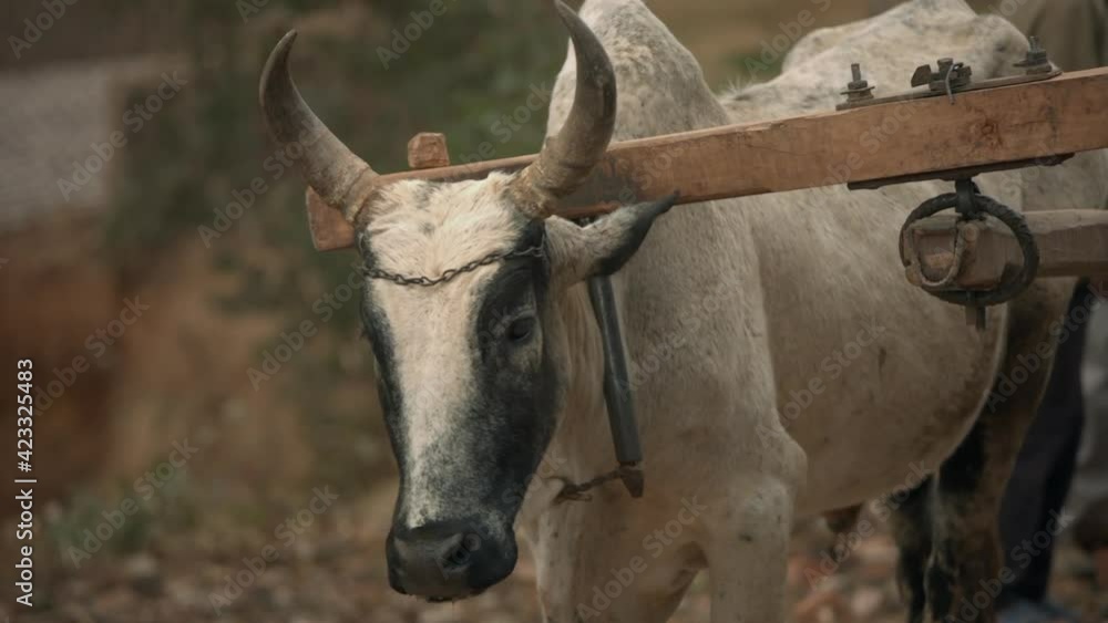 Closeup white and black Zebu bull with horns under wooden yoke looks ...