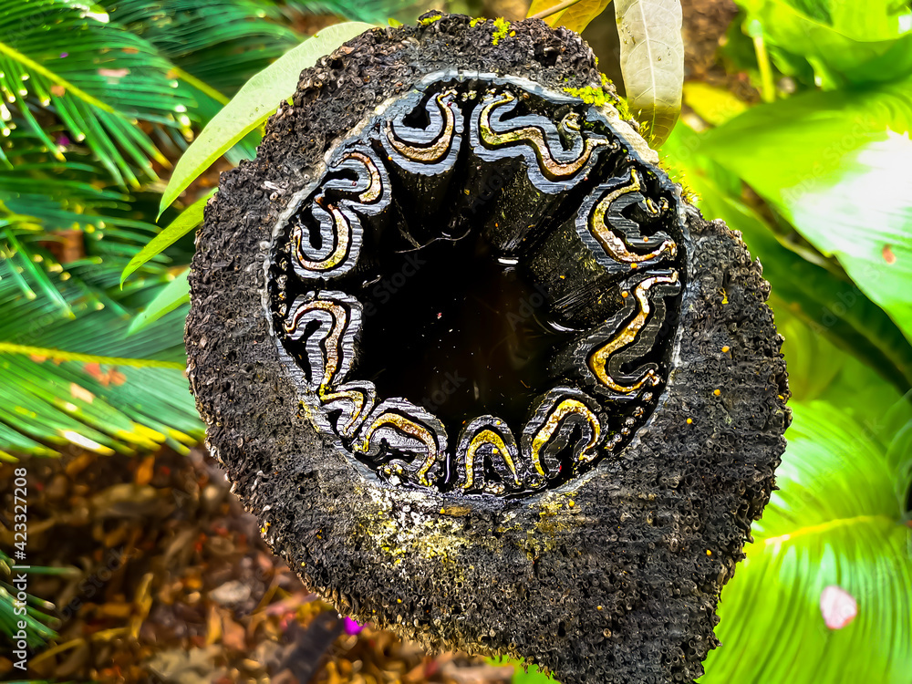 Closeup patterns seen in Nature. View of a cross-section of a hollow ...