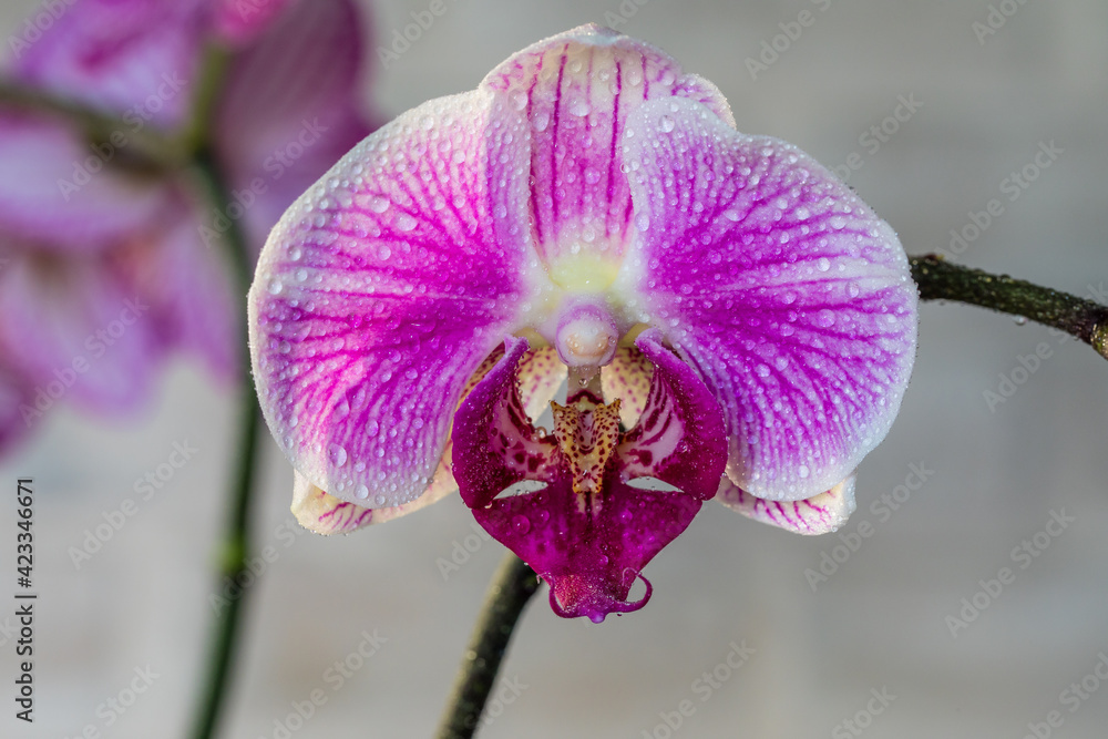 purple orchid leaves Stock Photo | Adobe Stock