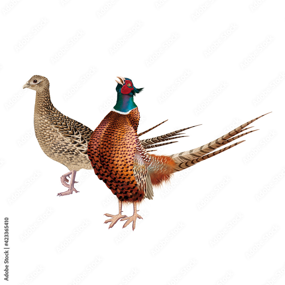 faisan, chasse, mâle, femelle, poulet, animal, coq, nature, sauvage ...