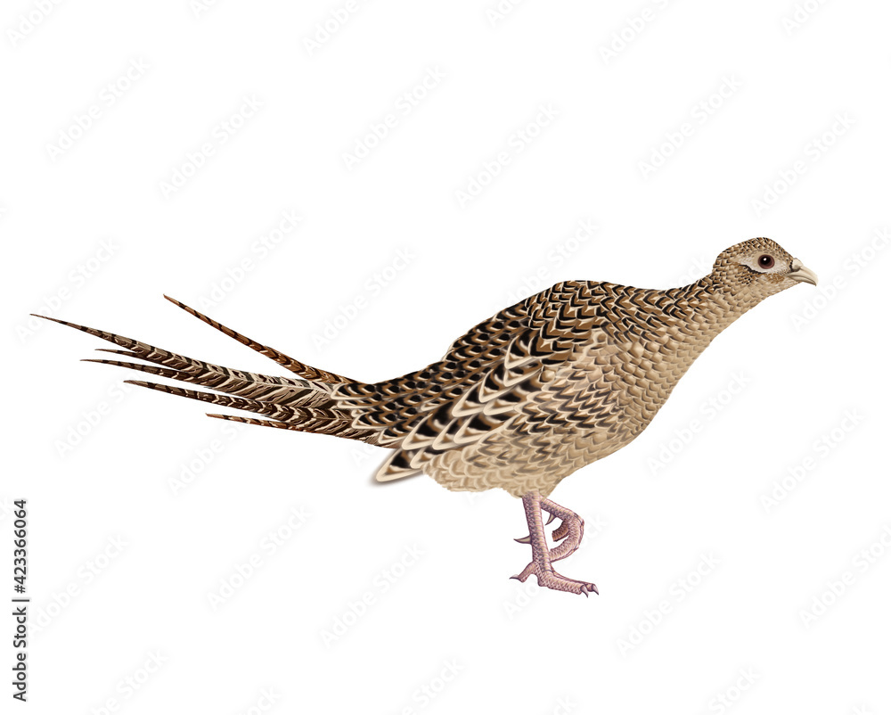 Ilustracja Stock: faisan, chasse, femelle, poulet, animal, courir ...