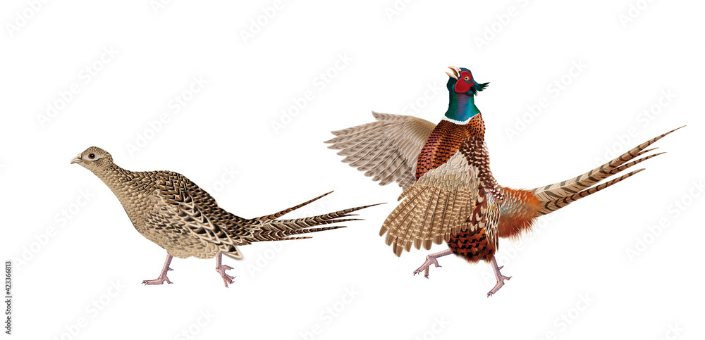 faisan, chasse, mâle, femelle, poulet, animal, coq, nature, sauvage ...