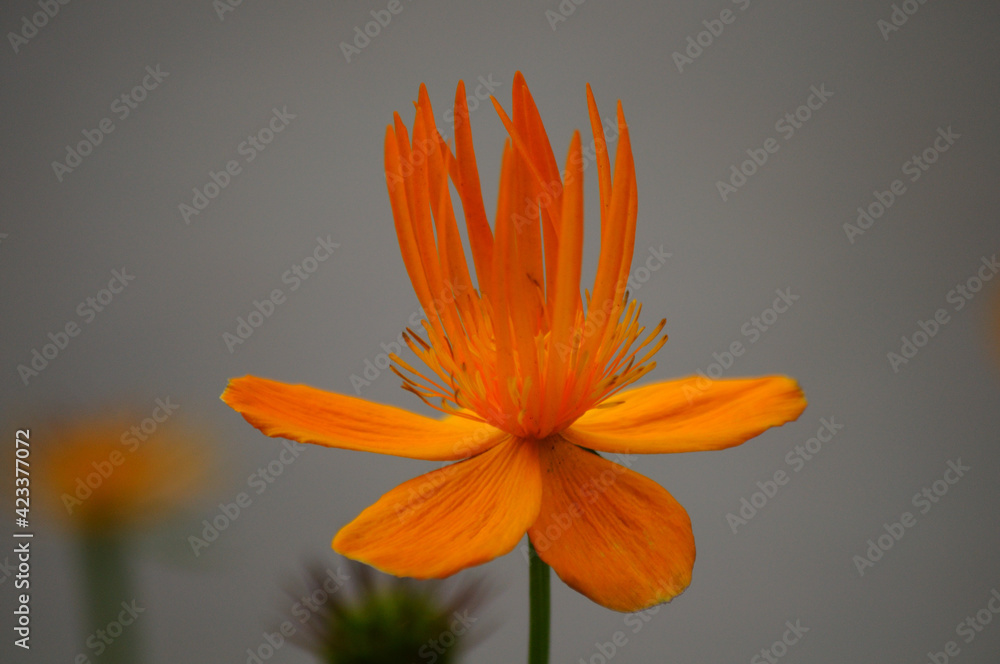 Foto de Yellow-orange Asian Globeflower or only Globe Flower in St ...