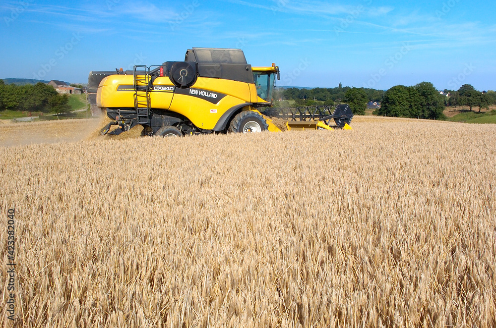 Moisson orge en juillet. Moissonneuse dans champ, broyage de paille ...