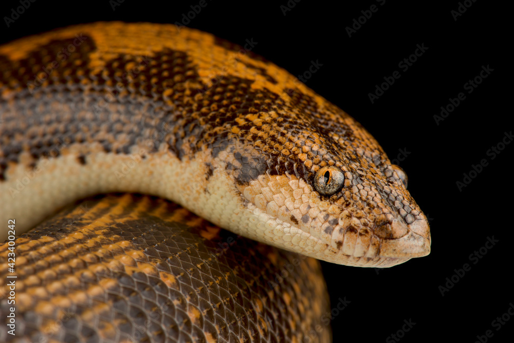 Kenyan sand boa (Gongylophis colubrinus) Stock Photo | Adobe Stock