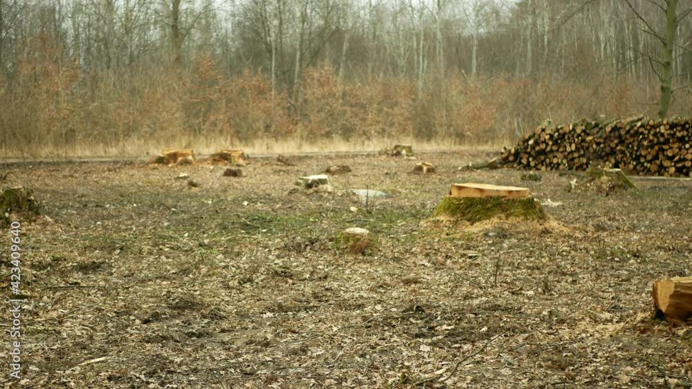 Cutting deforestation, logging cut industry pile timber of felled wood ...