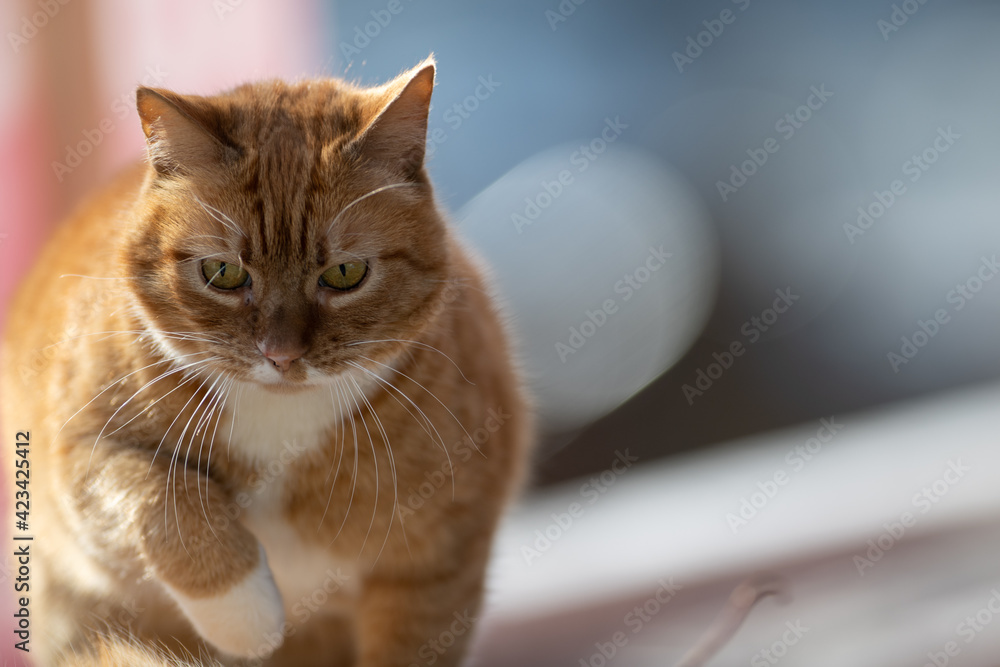 A single orange tabby cat or alley cat laying on the top of a railing ...