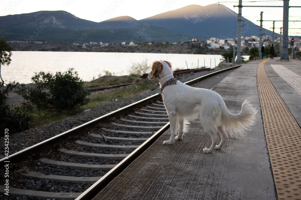 Dog is waiting the train at the station Stock Photo | Adobe Stock
