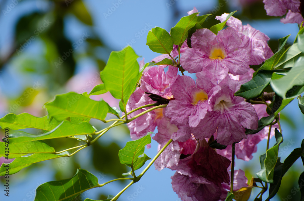 The blossom of Tacoma tree in Kuala Lumpur (Sakura of Malaysia) Stock ...