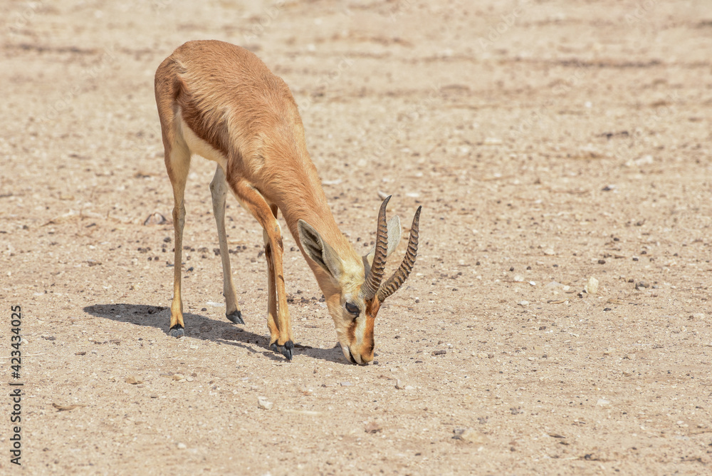 Dorcas gazelle, the aerial gazelle, a small, common gazelle is grazing ...