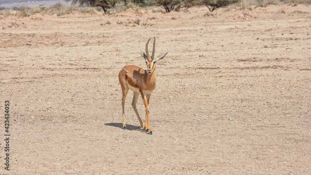 Dorcas gazelle, the aerial gazelle is grazing in the desert. Animals ...