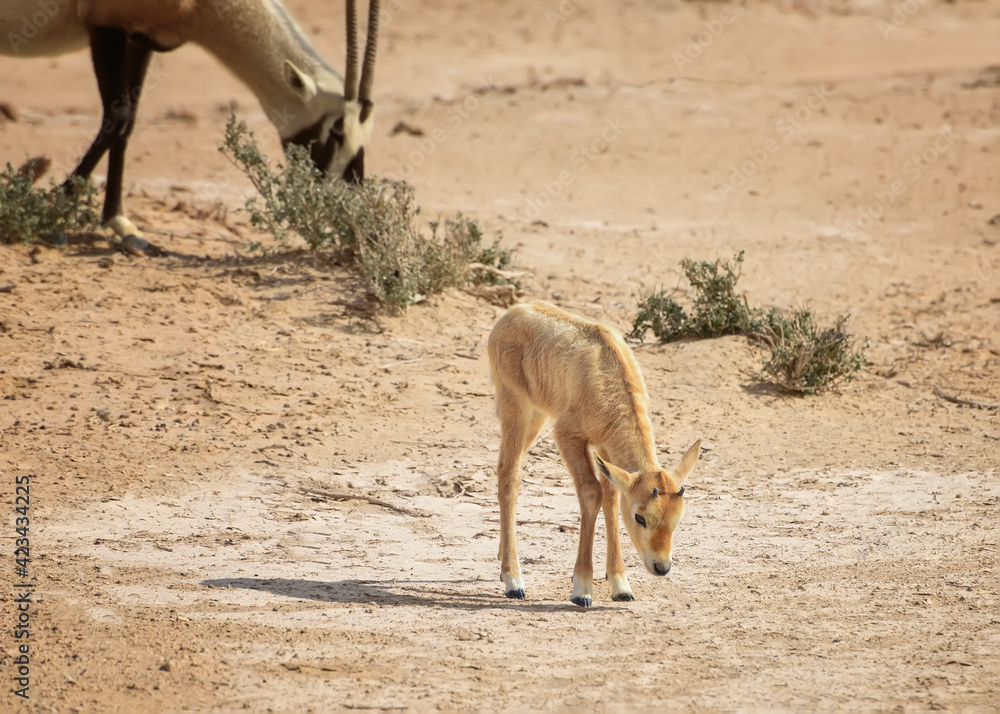 Baby of Scimitar oryx, the scimitar-horned oryx, the Sahara oryx is ...