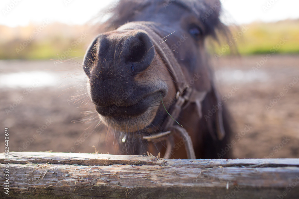 A breed of ornamental horses. Cute little pony on the farm. Close-up of ...
