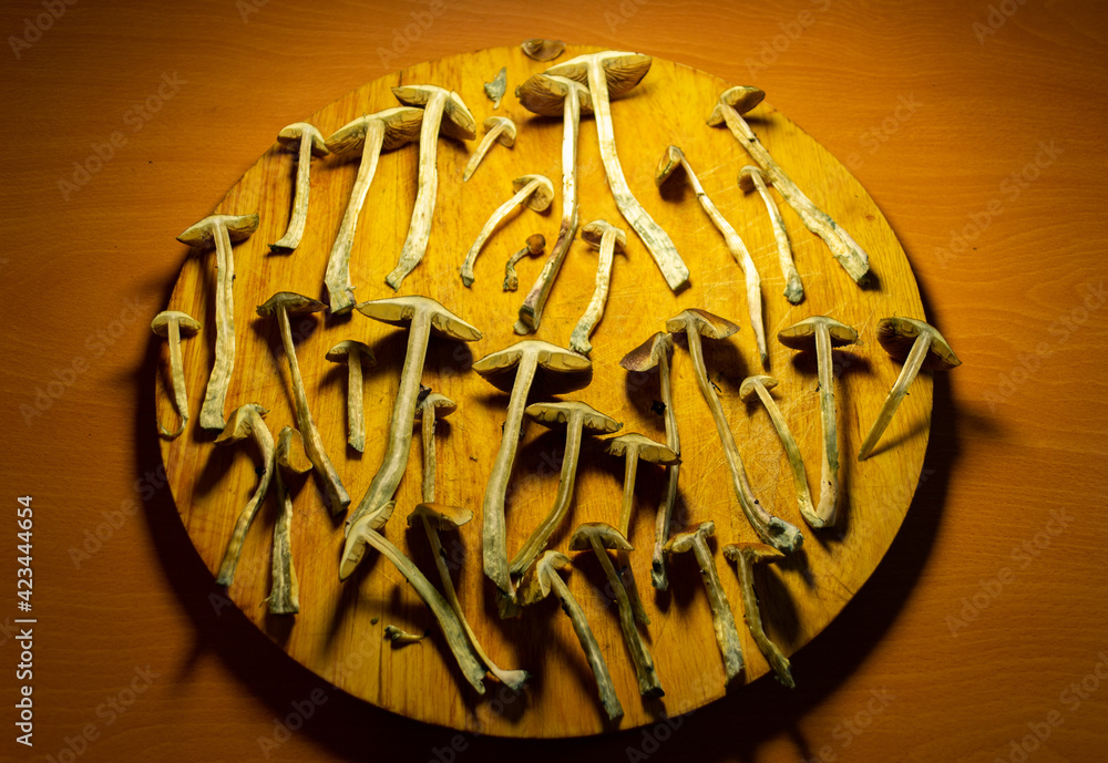 Wild psilocybe cubensis mushrooms shrooms also known as magic mushrooms ...
