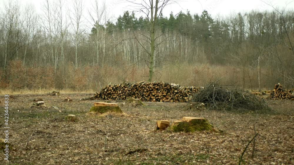 Logging cut industry pile timber of felled wood branches cutting ...