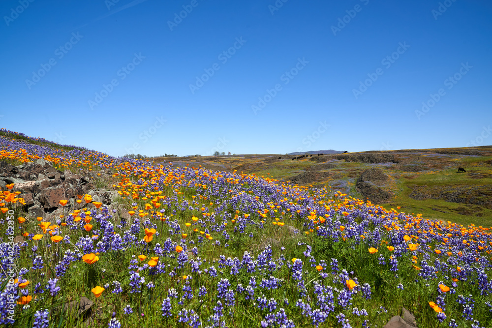 Table Mountain Field of Wildflowers landscape in Oroville California ...