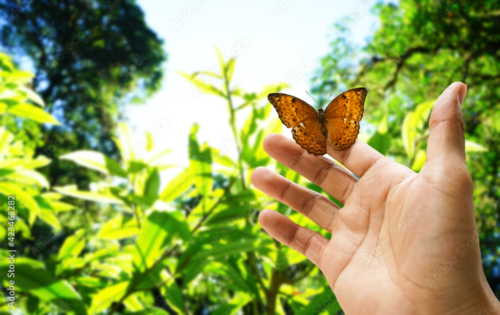 Butterfly on hand close up. Colorful butterflies in the forest, not ...