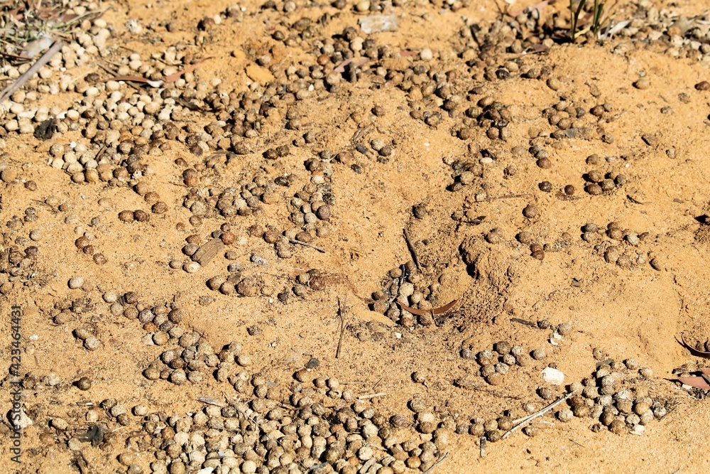 Scat and diggings of European rabbits (Oryctolagus cuniculus) South ...