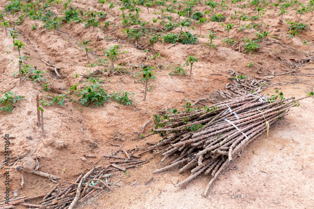 Tapioca fields on natural background, Grow cassava, Season of planting ...