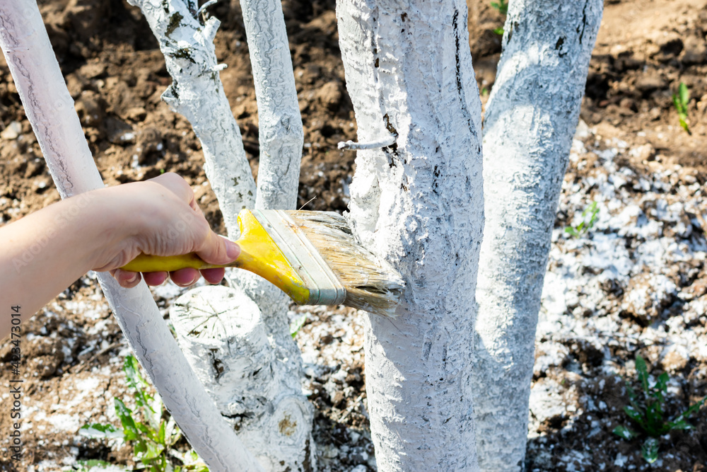 Whitewashing fruit trees trunks as method of protection from heat and ...