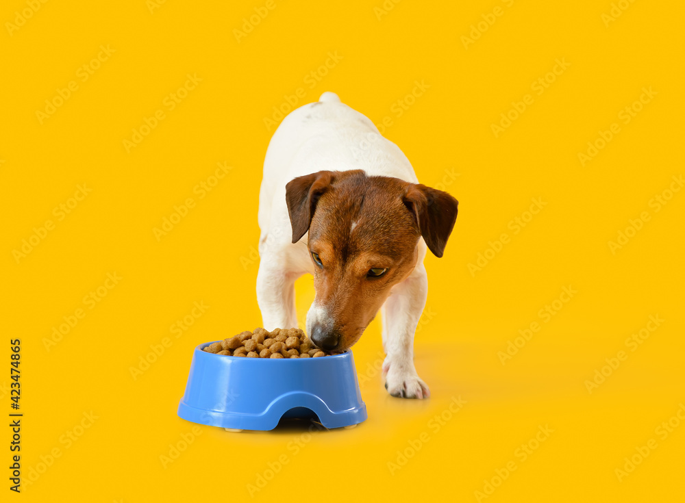 Cute Dog Eating Food